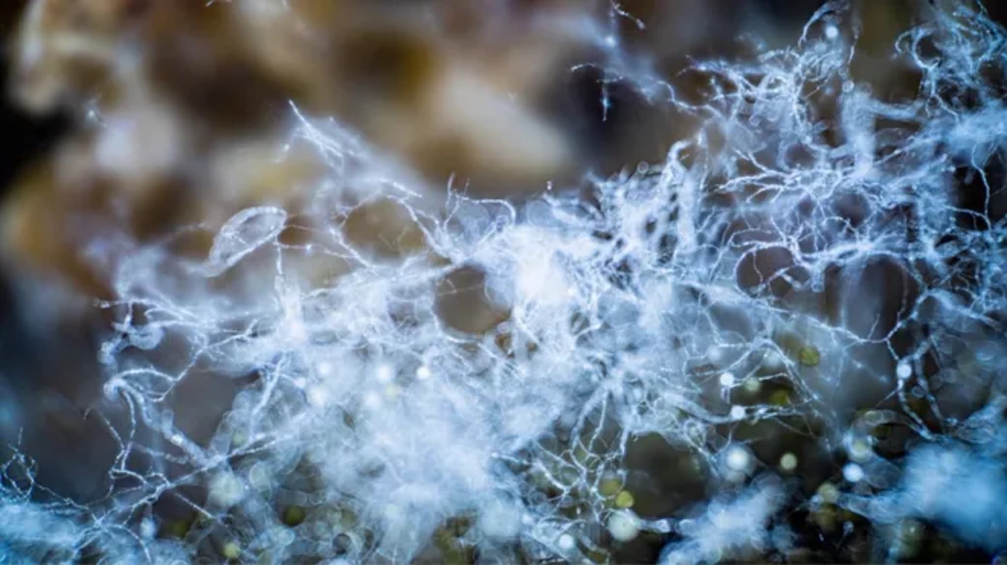 Valley Fever | Anivive Lifesciences