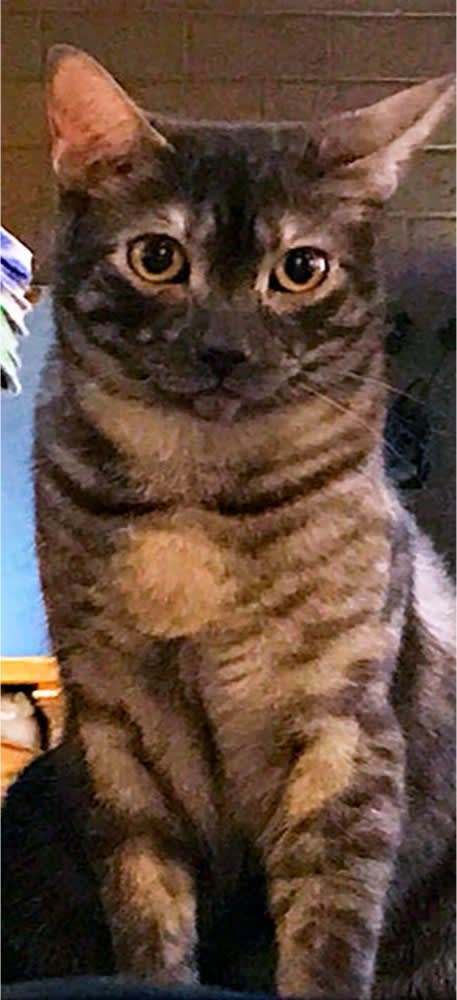 Anivive Lifesciences