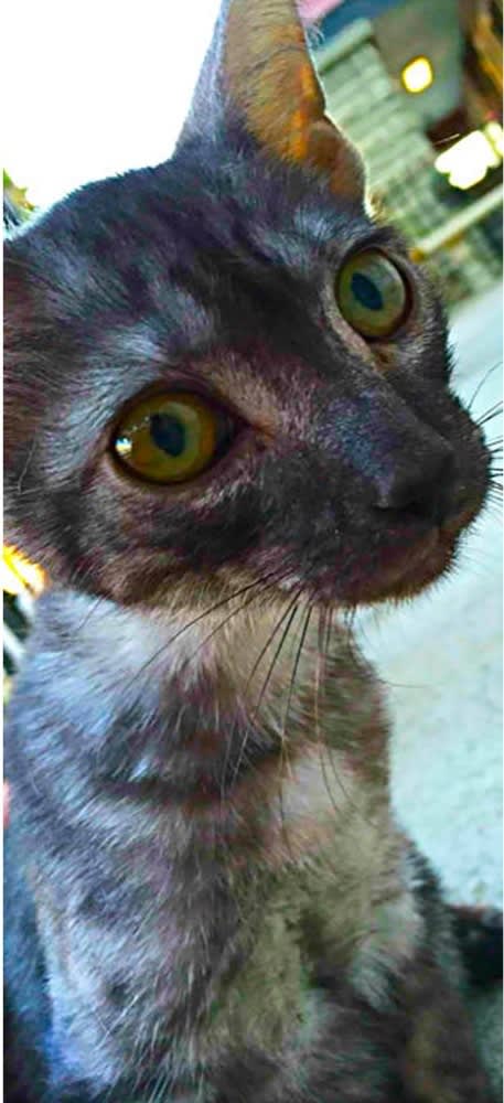 Anivive Lifesciences